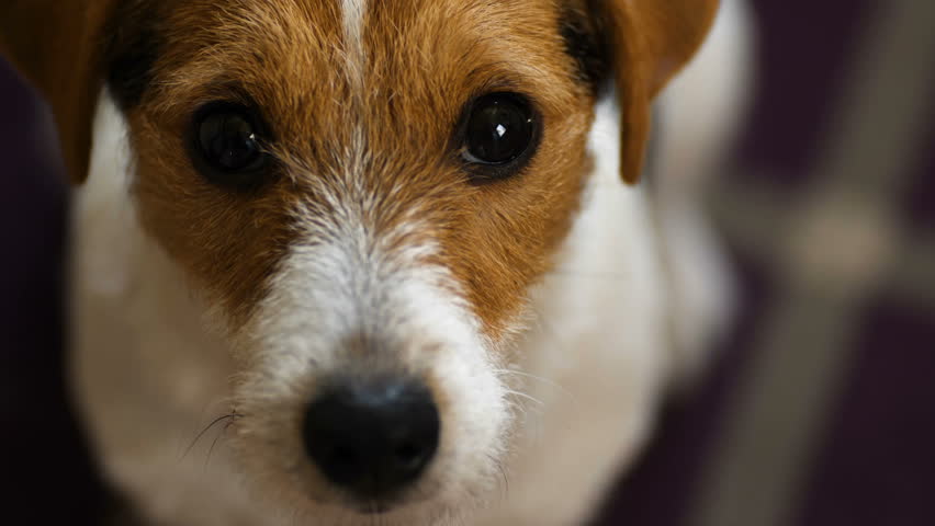 Dog Looks Around And Then At Camera Stock Footage Video 3146638 ...