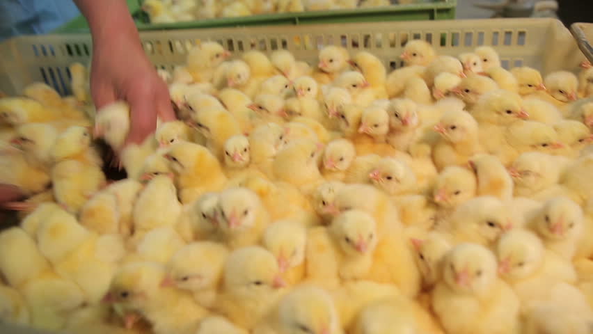 Chicken Farm Workers Sorting Chicks Stock Footage Video (100% Royalty ...