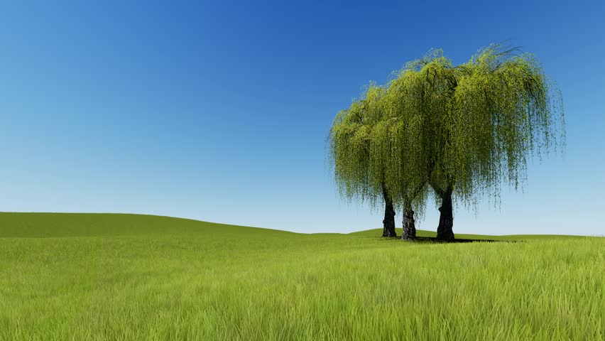 Wind Sway Branches of Willow Stock Footage Video (100% Royalty-free ...