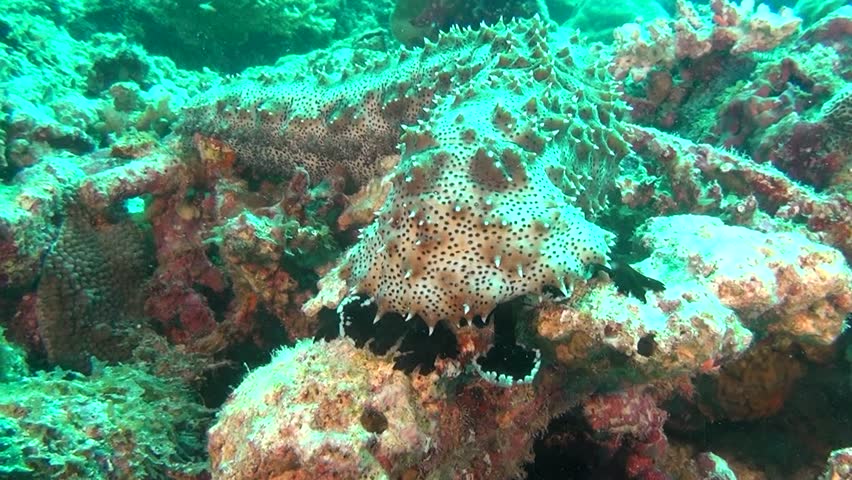 Stock video of sea cucumber on background of clear | 27200995 ...