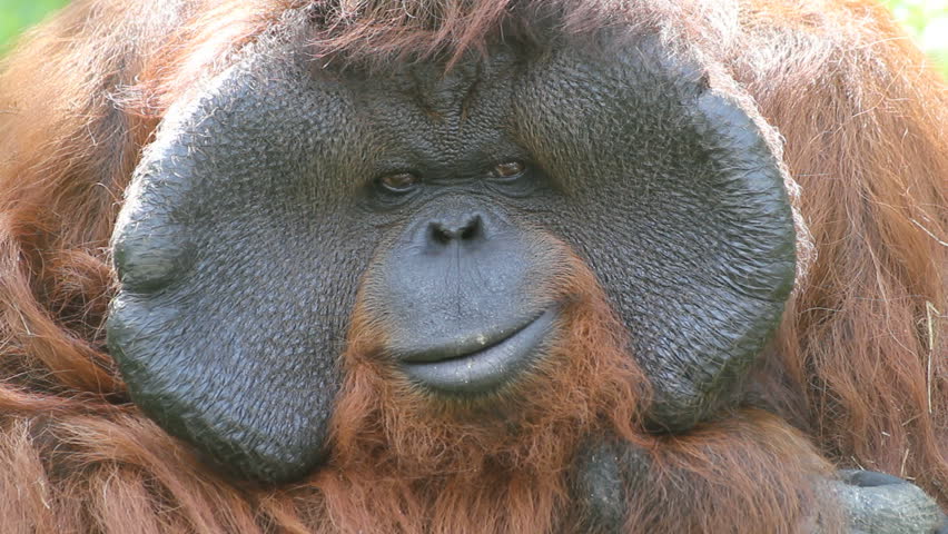 The Face With Excellent Cheeks Close Up Of Orangutan Male, Chief Of A ...