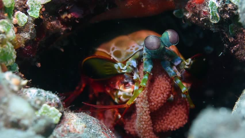 Peacock Mantis Shrimp Odontodactylus scyllarus image - Free stock photo ...
