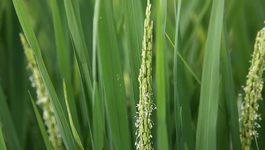 Blooming Rice Flower in Summer 스톡 동영상 비디오(100% 로열티프리) 2764505 ...
