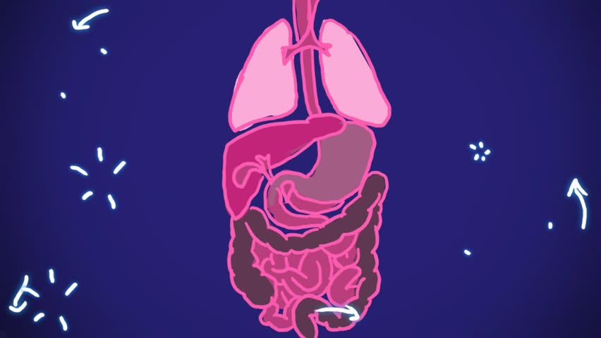 Digestive System Animation Stock Footage Video (100% Royalty-free ...
