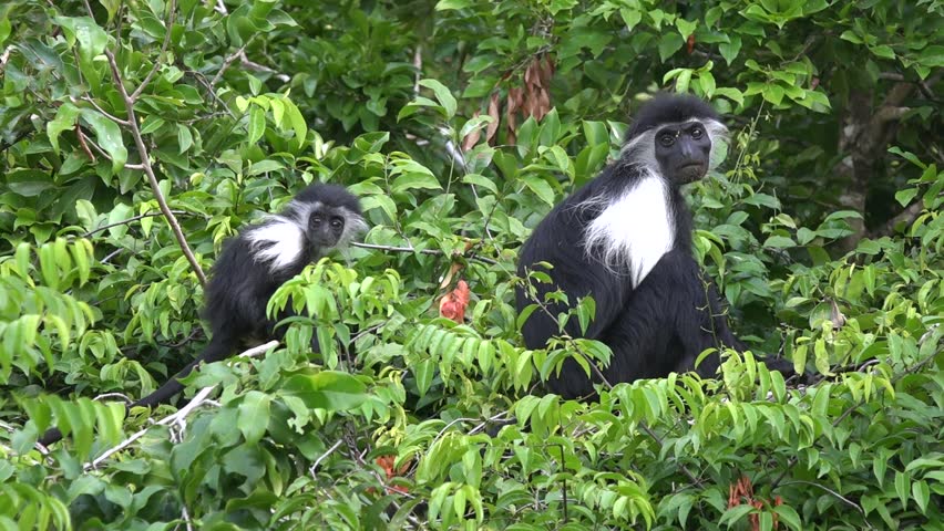 Colobus image - Free stock photo - Public Domain photo - CC0 Images