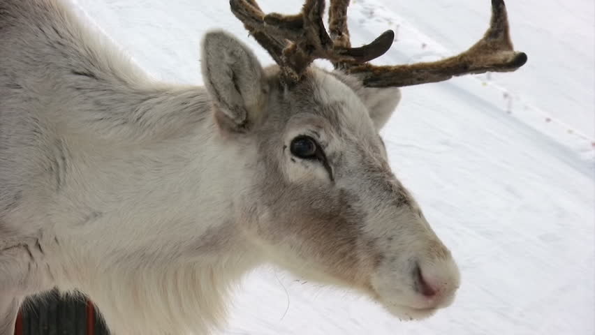 Stock Video Clip of reindeer eye slow zoom in | Shutterstock