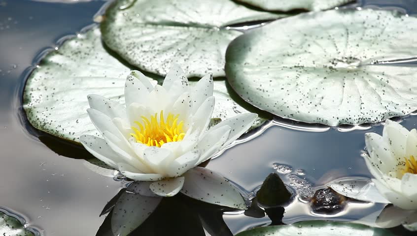 Stock Video Clip of A single white water lily flower floating ...