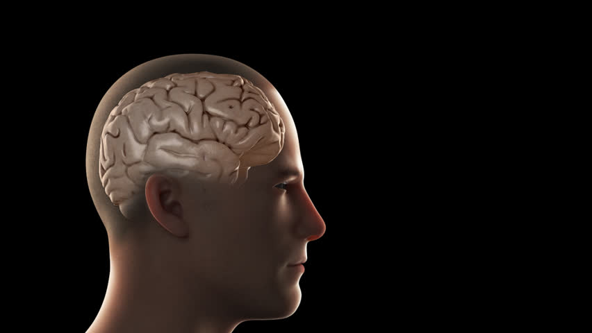 Head Neck Rotation Of Transparent Human Male Skull Showing Inside Brain ...
