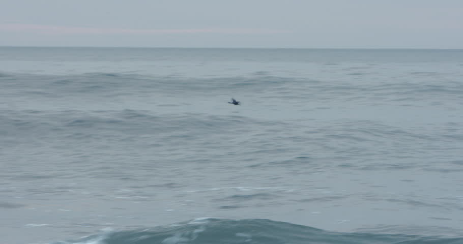 Large Bird flying over the ocean at sunset image - Free stock photo ...