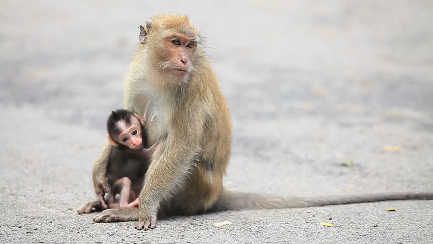 Mother and Baby Monky On Stock Footage Video (100% Royalty-free ...