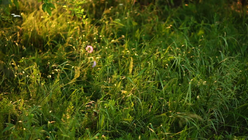 Overgrown With Bushes, Swampy Pond, Bushes, Swaying Narrow Leaves ...