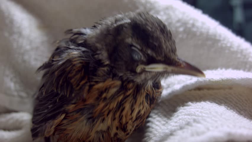 Injured and Sickly Baby Bird Stock Footage Video (100% Royalty-free ...