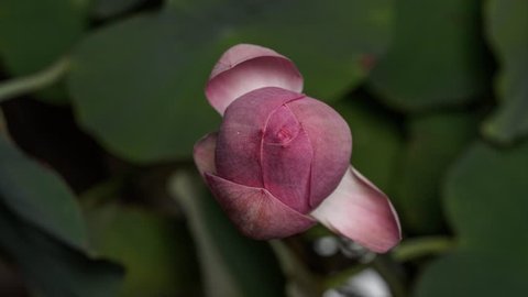 Lotus Flower Stock Video Footage - 4K and HD Video Clips | Shutterstock