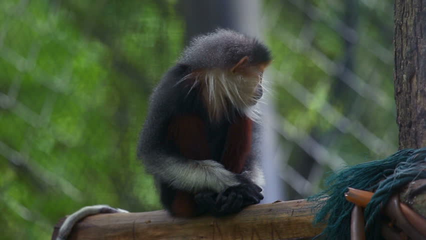 Red-shanked Douc (Pygathrix Nemaeus) In The Cage, The Five Color Of ...