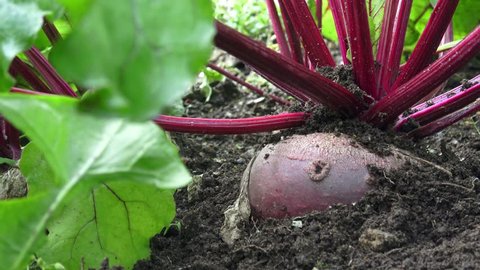Beetroot Stock Video Footage - 4K and HD Video Clips | Shutterstock