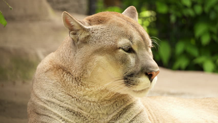 Puma Lying Down On A White Background Filmati e video d'archivio 947206 ...