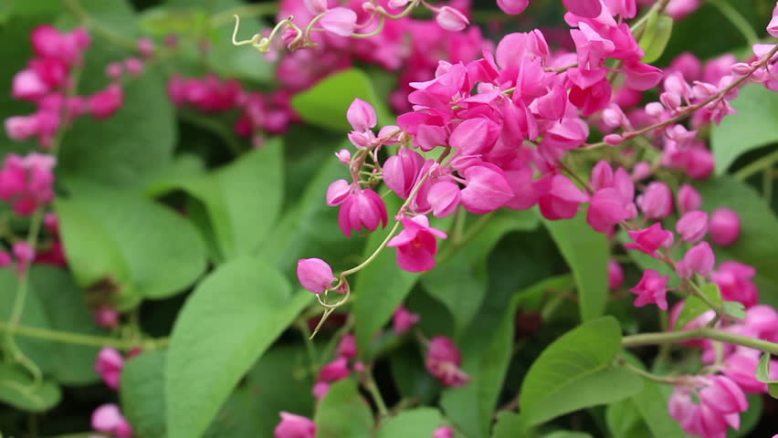 Antigonon Leptopus Flowers Stock Footage Video (100% Royalty-free ...
