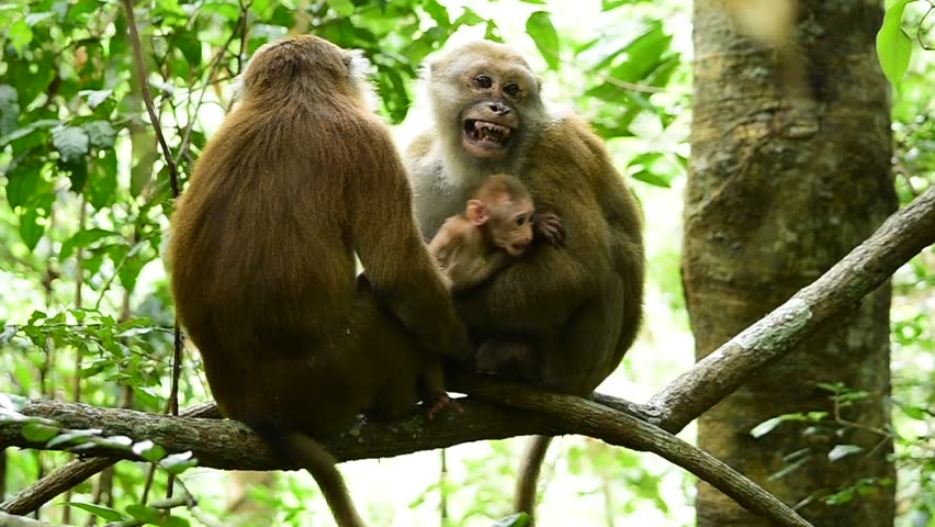「assam macaque,monkey」の動画素材 | 29284855 | Shutterstock