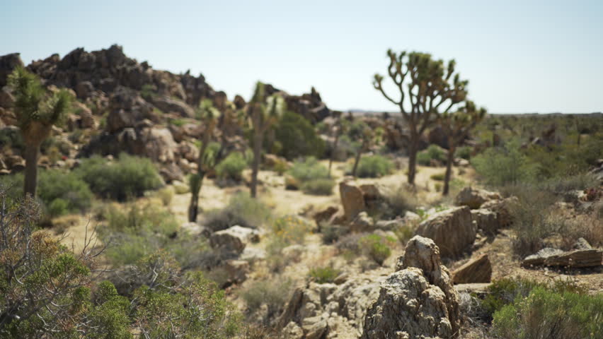 Desert Landscape with small shrub plants image - Free stock photo ...