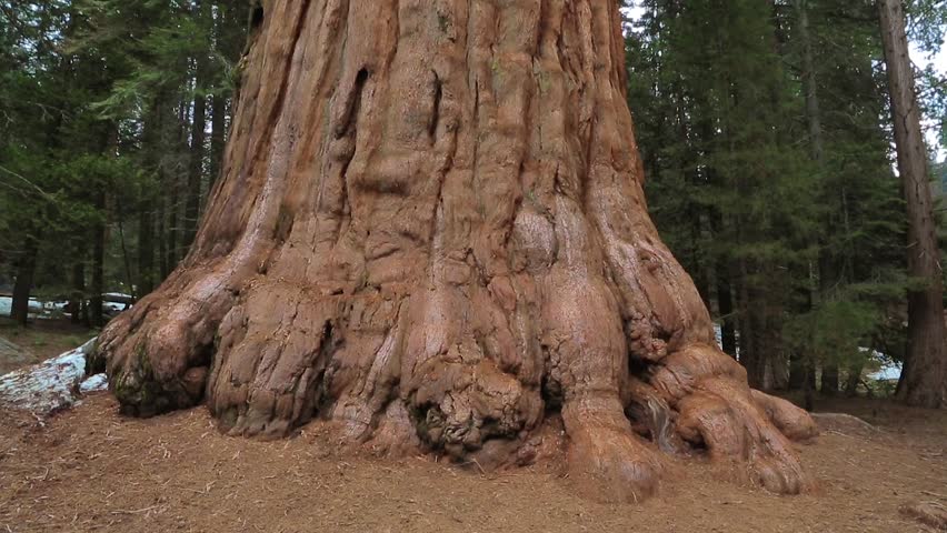 Tall Pine Forest at Sequoia National Park, California image - Free ...