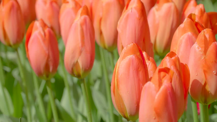 Stock video of closer look of the peach colored | 30039745 | Shutterstock