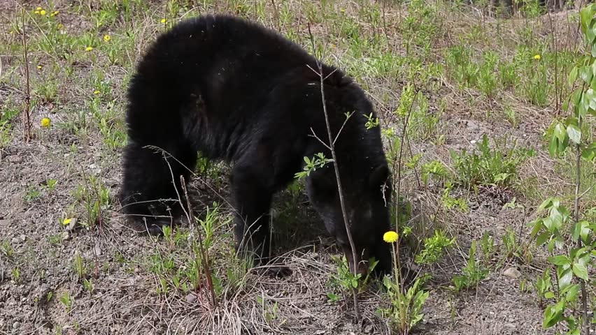 Bear Cub Standing Up image - Free stock photo - Public Domain photo ...