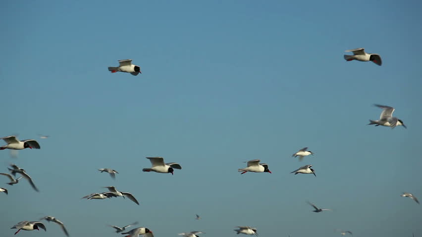 Hundreds of Birds Flying in Stock Footage Video (100% Royalty-free ...