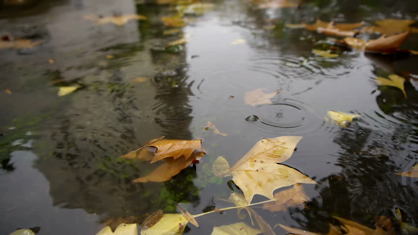 Natural Falling Rain