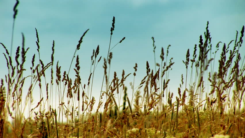 Ripe Grass Blowing In The Wind. Frame Filled With Long Stems Of Wild ...