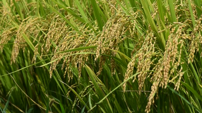 Rice Plant In Paddy Field. Rice Field With Yellowish Green Grass ...