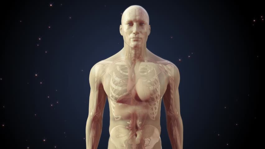 Stock video of semi transparent human man anatomical model | 3061945 ...