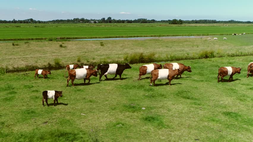 Dutch Belted Cattle, Lakenvelder Calf Lies In Meadow - On Camera. The ...
