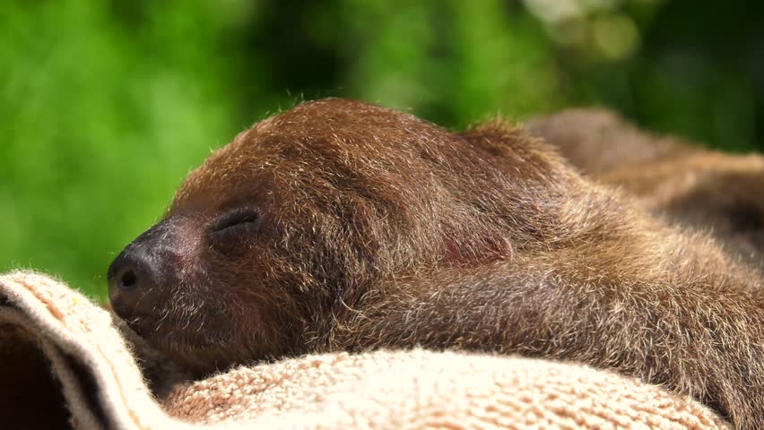 Baby Sloth Scratching Itself Extreme Stock Footage Video (100% Royalty ...