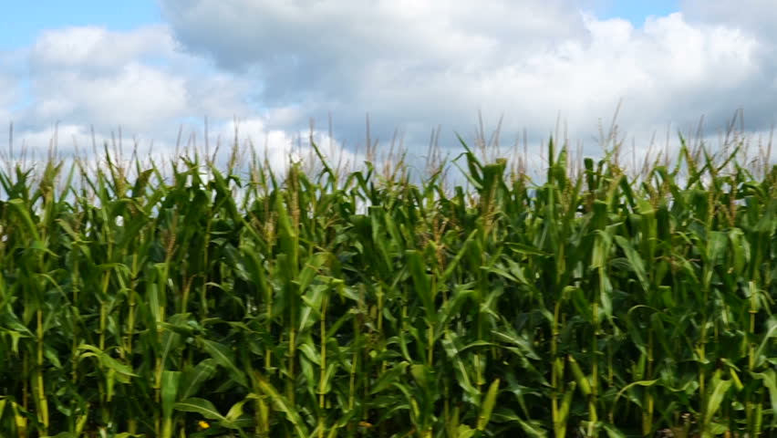 Corn Field Blowing In The Wind Stock Footage Video 26529716 | Shutterstock