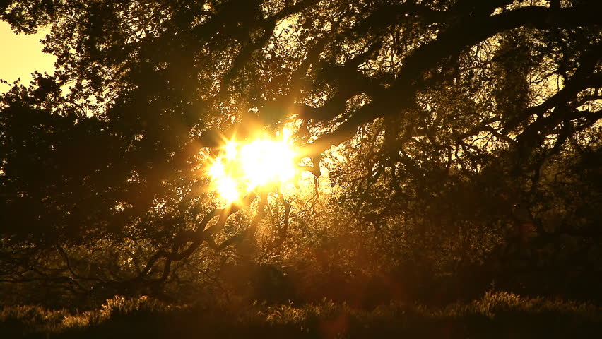 Sunshine Star Flare Flickering Through Windy Tree Leaves At Sunset ...