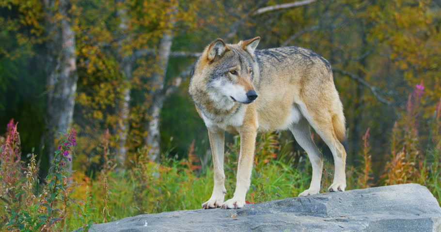 Angry Caracal Hissing To The Camera. Shot With Red Camera. Stock ...