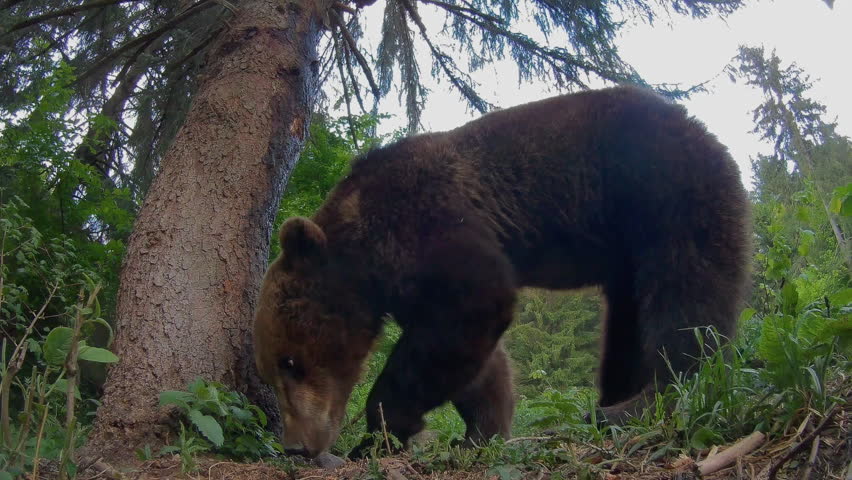 Sapporo "sheep Hill Observatory" Grazing Of Sheep. _22 / Taken At ...