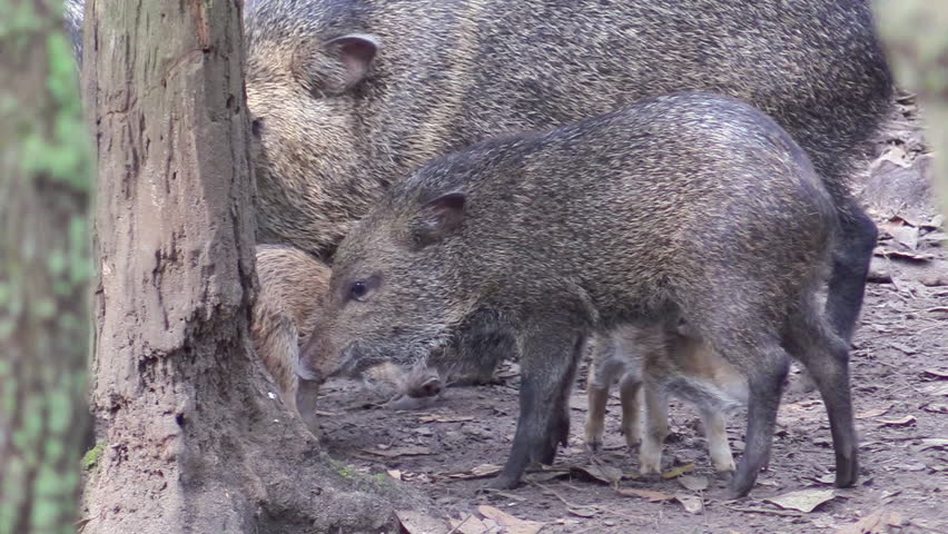 SEDONA, ARIZONA - JAN 2015: Sedona Arizona Pig Javelina Peccary Cross ...