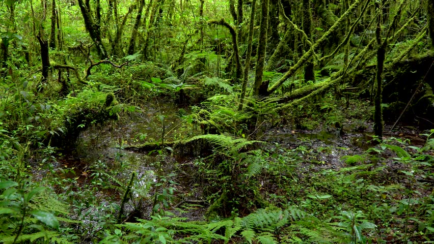 POV Walk Through Rainforest Path, Glide Shot, Exotic Plants Around ...