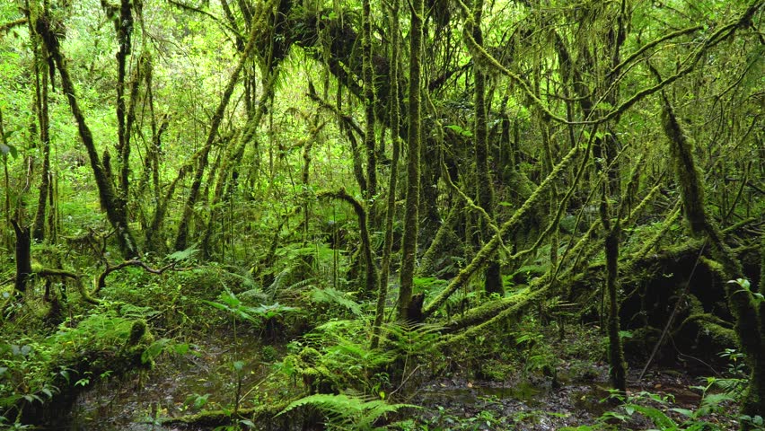 Evergreen Tropical Rainforest Scenic Landscape Background Stock Footage ...