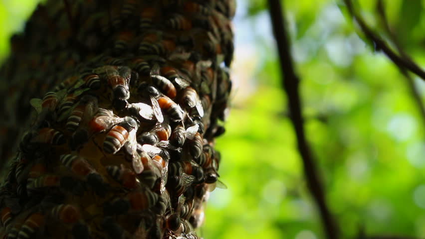 Cicada On Tree - Double Drummer (Thopha Saccata). The Double Drummer ...