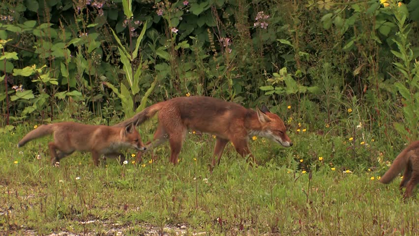 Wildlife Red Fox Father with Stock Footage Video (100% Royalty-free ...