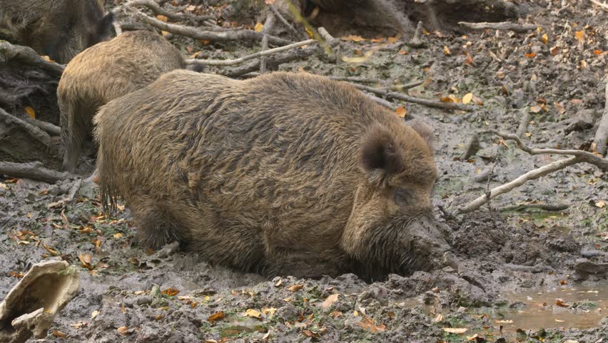 Wild Boars' Mud Wallow In Forest Stock Footage Video 32449447 ...