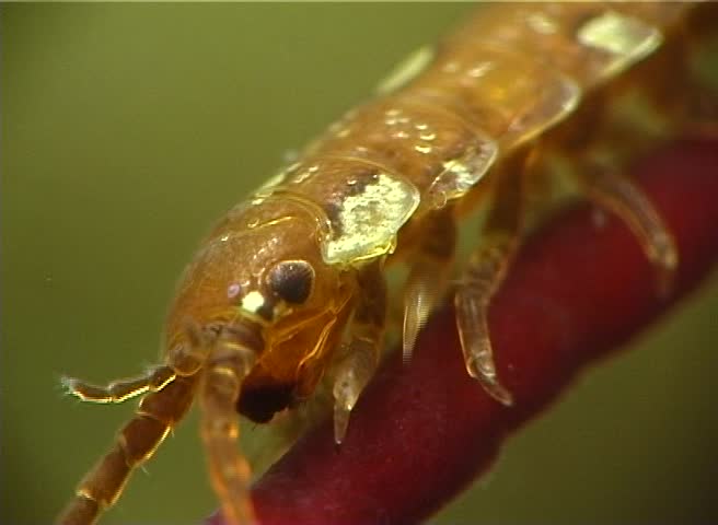 Baltic Isopod Stock Video Footage - 4K and HD Video Clips | Shutterstock