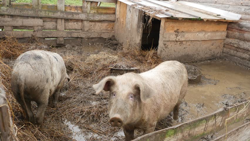 Pig with muddy snout image - Free stock photo - Public Domain photo ...