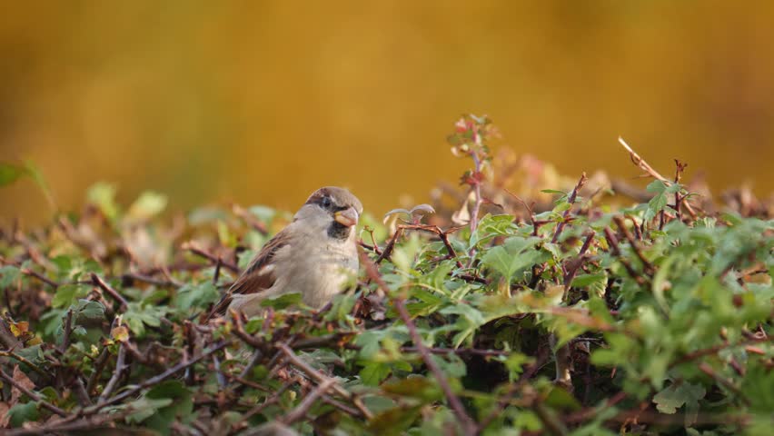 Bird Starling Sitting On Hedge - Stafford-shire, England: November 2017 ...