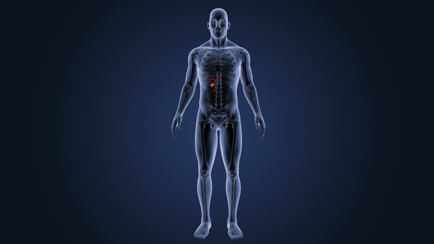 Full Body Blue Glowing Scan Of Human Anatomy Showing Muscles, Bones And ...