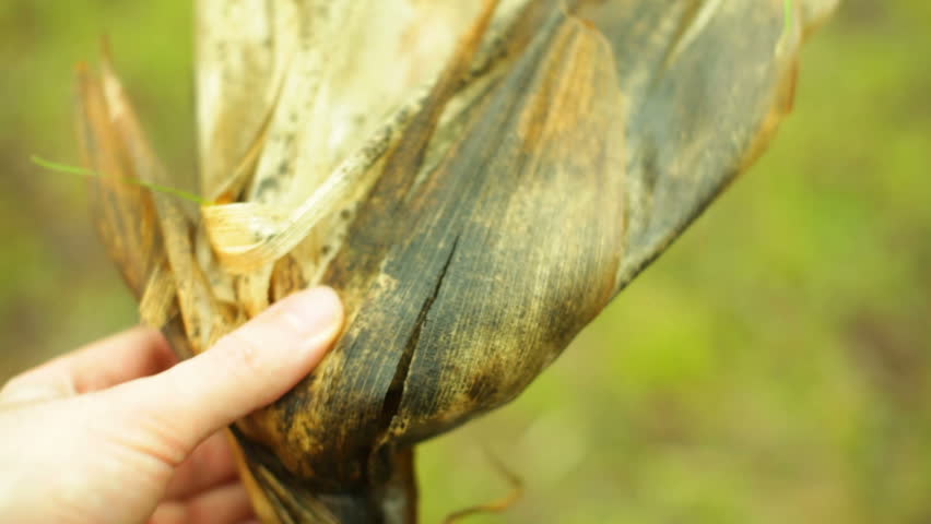 Stock video of rotten diseased corn, ruined crops | 3291035 | Shutterstock