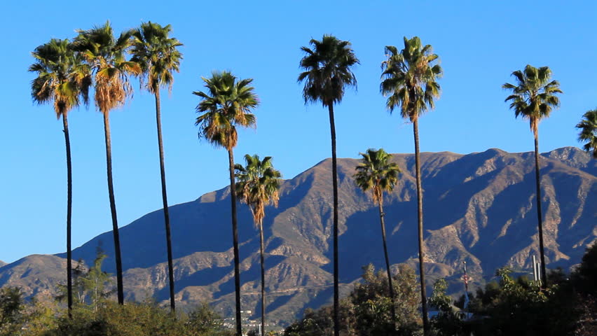 Stock Video Clip of Palm Tree Pasadena Morning 3 Crows. Palm | Shutterstock