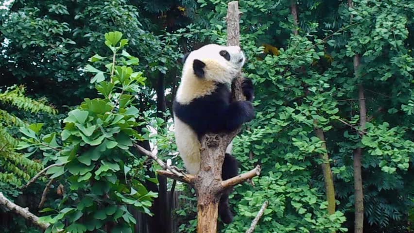 Baby Panda In A Tree Stock Footage Video 26257127 | Shutterstock